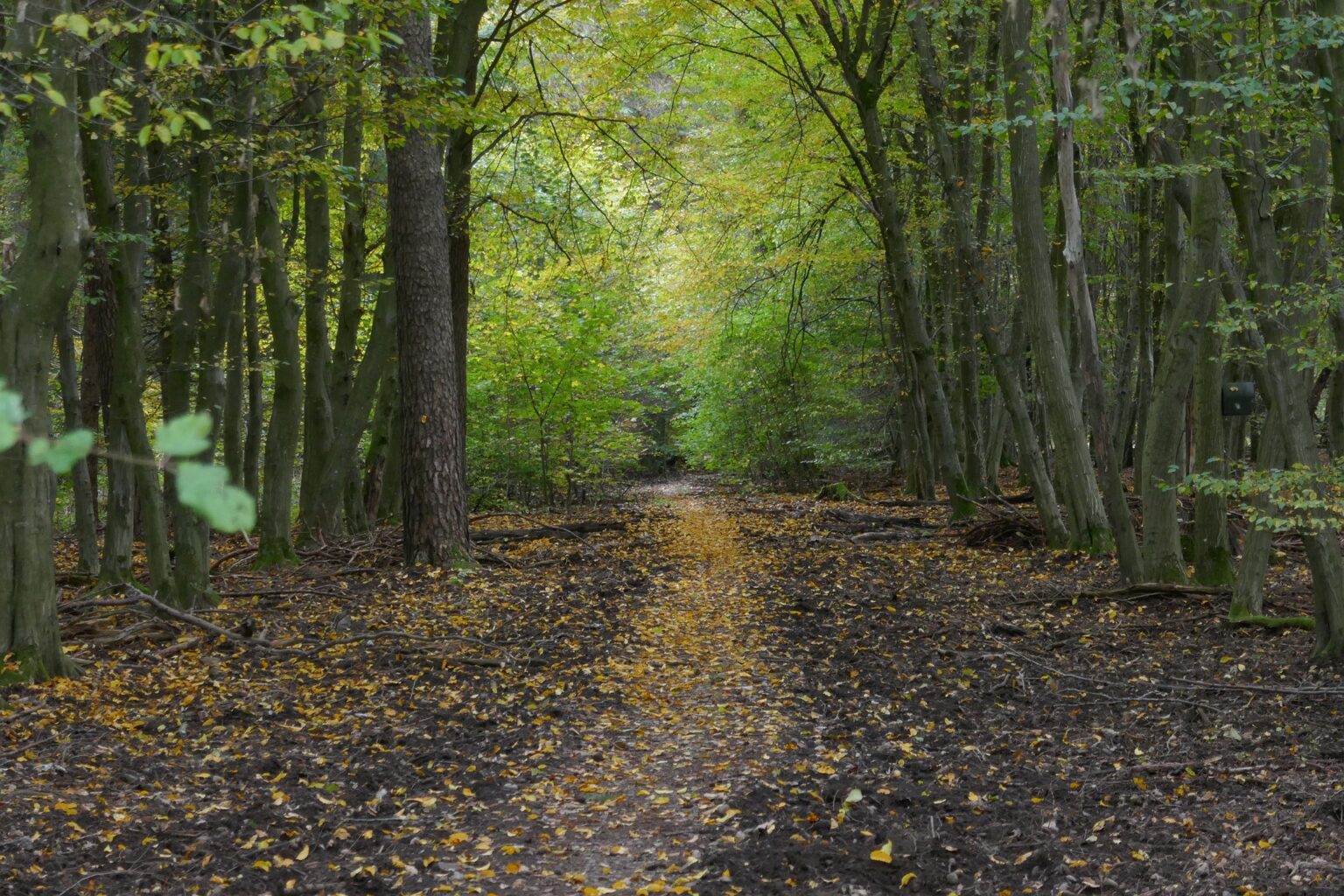 Jagdgenossenschaft Liesen lädt zum Revierbegang am 19.11.2022 ein – Liesen